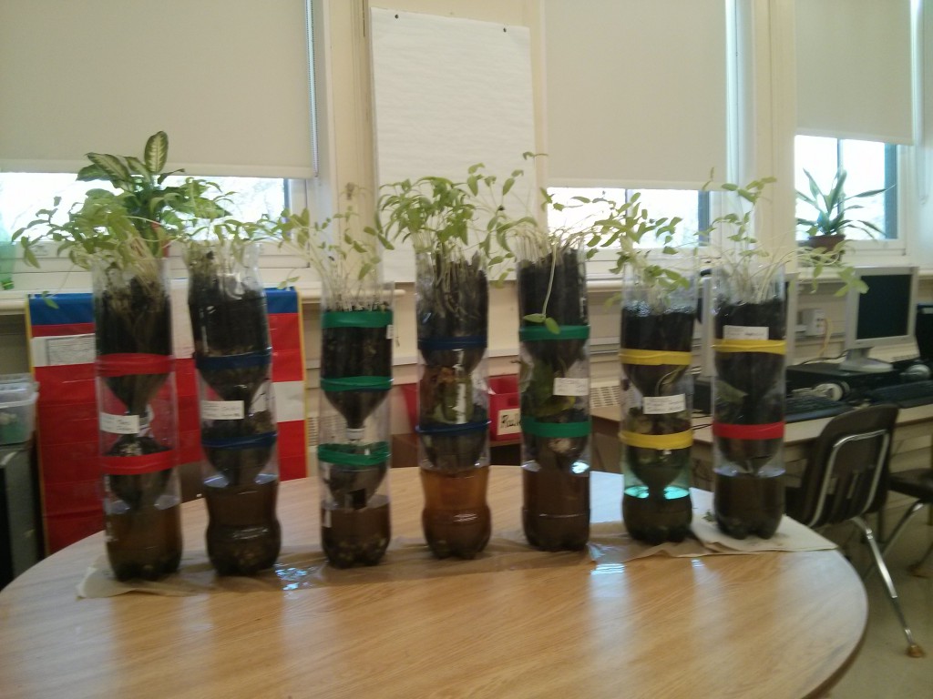 Eco-Columns!!! | Mrs. Dunford's Fabulous 4s