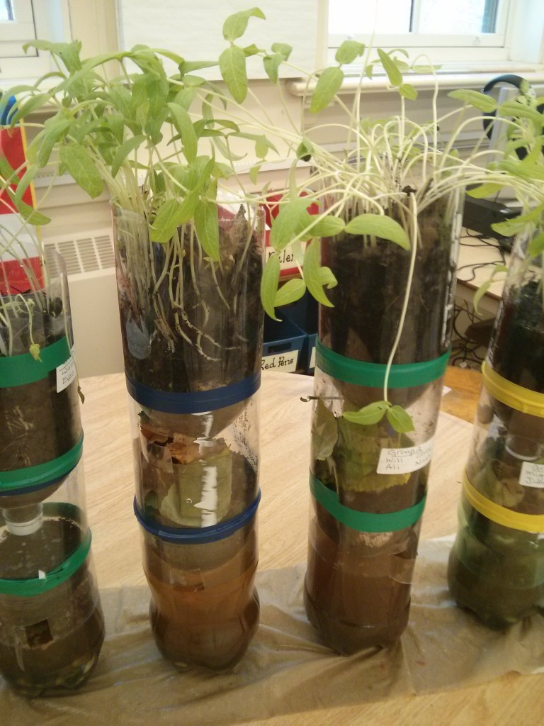 Eco-Columns!!! – Mrs. Dunford's Fabulous 4s