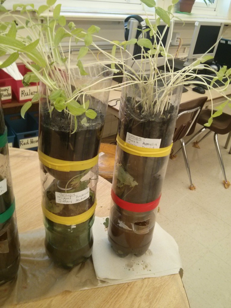 Eco-Columns!!! – Mrs. Dunford's Fabulous 4s