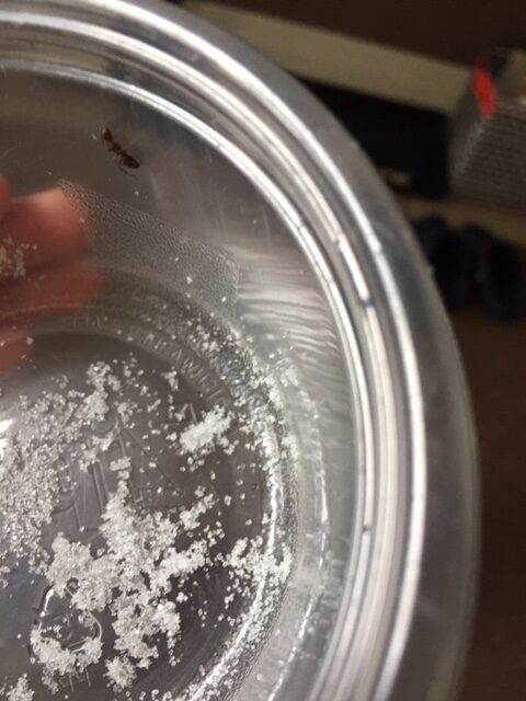 Science Ant Experiment – Mrs. Crockett and Miss Dunsiger's Daily ...