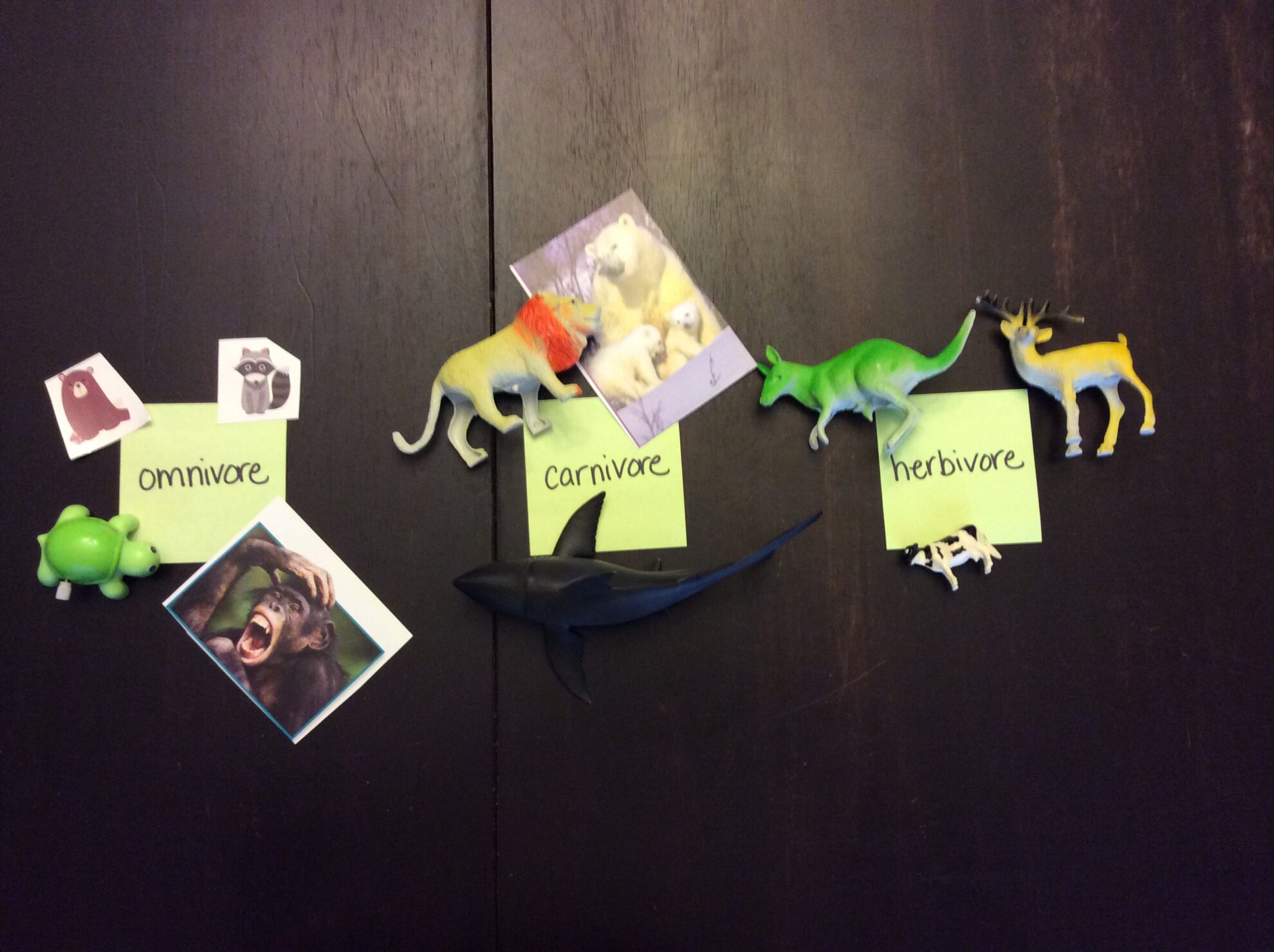 Sorting Animals – Learning4Success