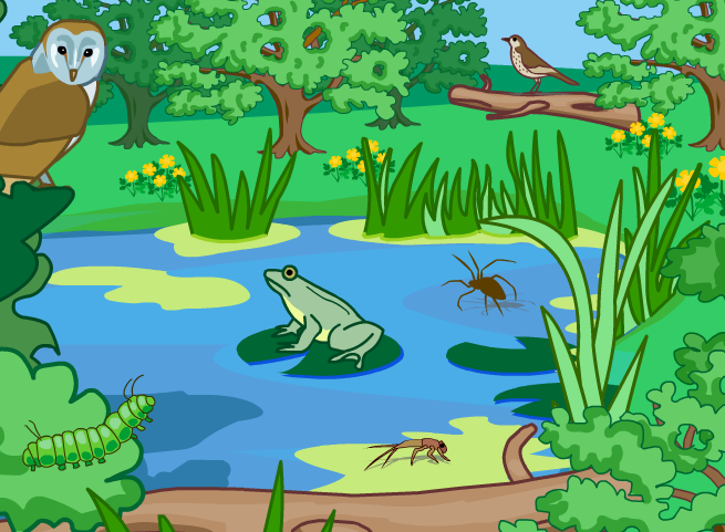 freshwater wetlands