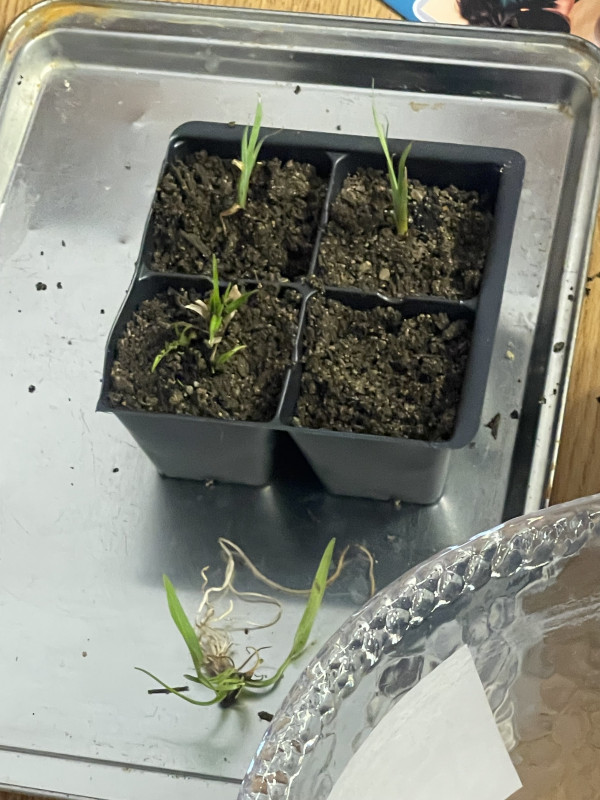 An Exciting Opportunity for Tapleytown’s Kinders 🌿💧🐌