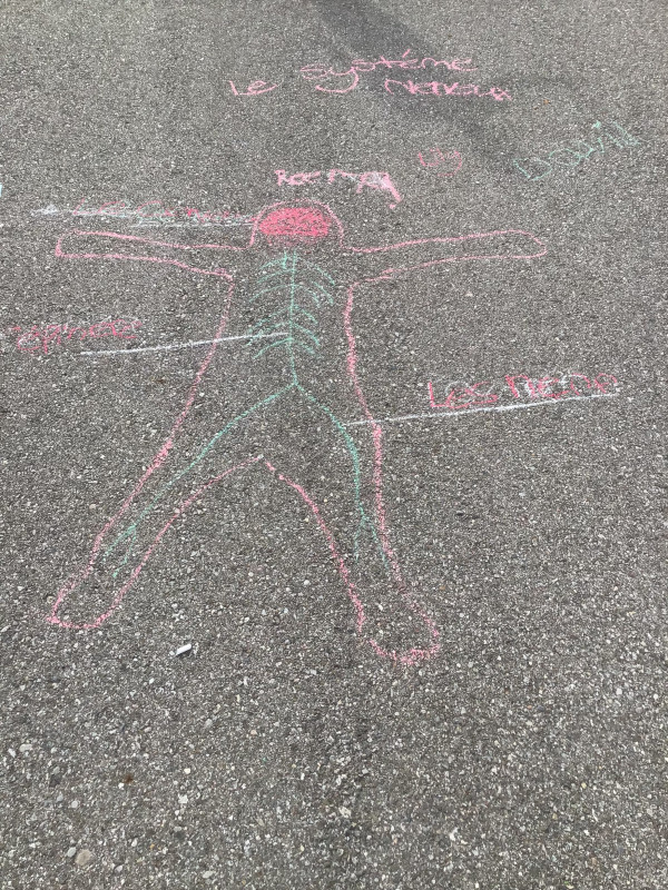 Human Body Systems Chalk outlines – La classe de Mme Zess 2023-2024