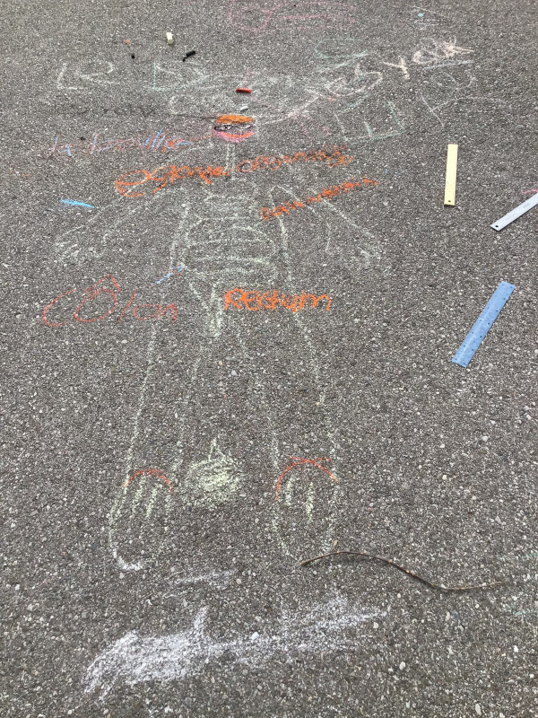 Human Body Systems Chalk outlines – La classe de Mme Zess 2023-2024