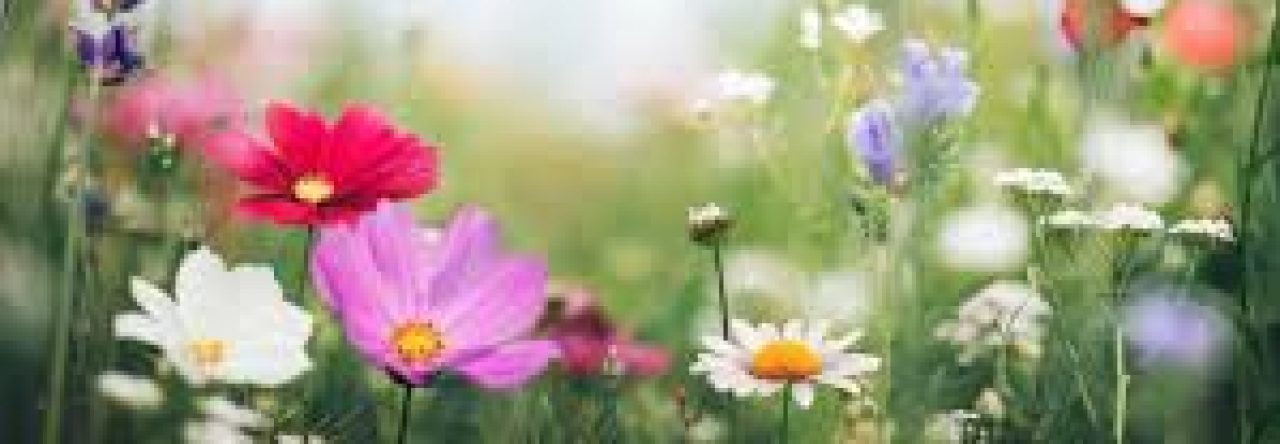 Week at a Glance…April 20-24 – Mrs. Watson & Mrs. Stam's Kinders ...