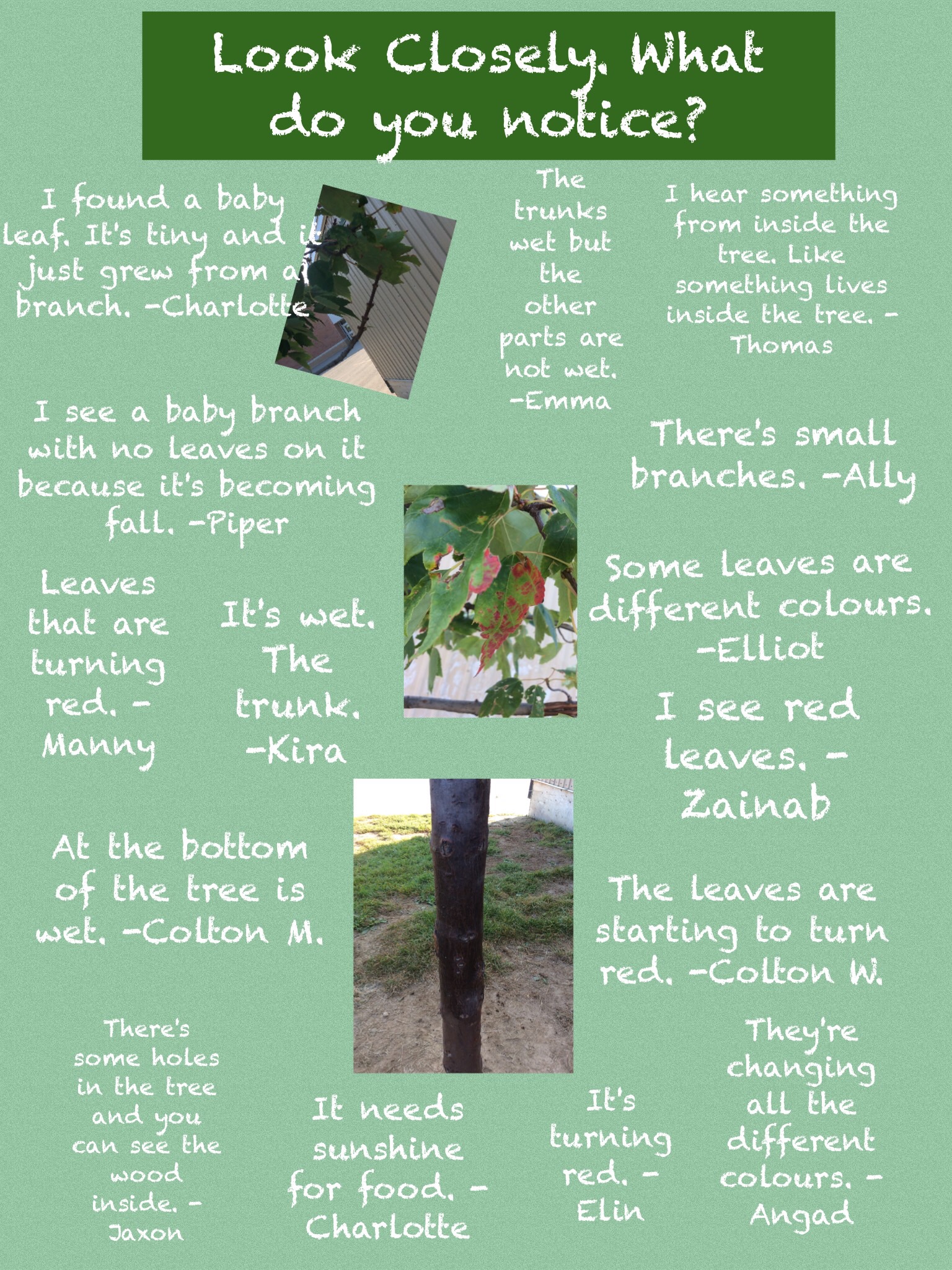 Our Class Tree | Grade 1 with Mrs. Dale