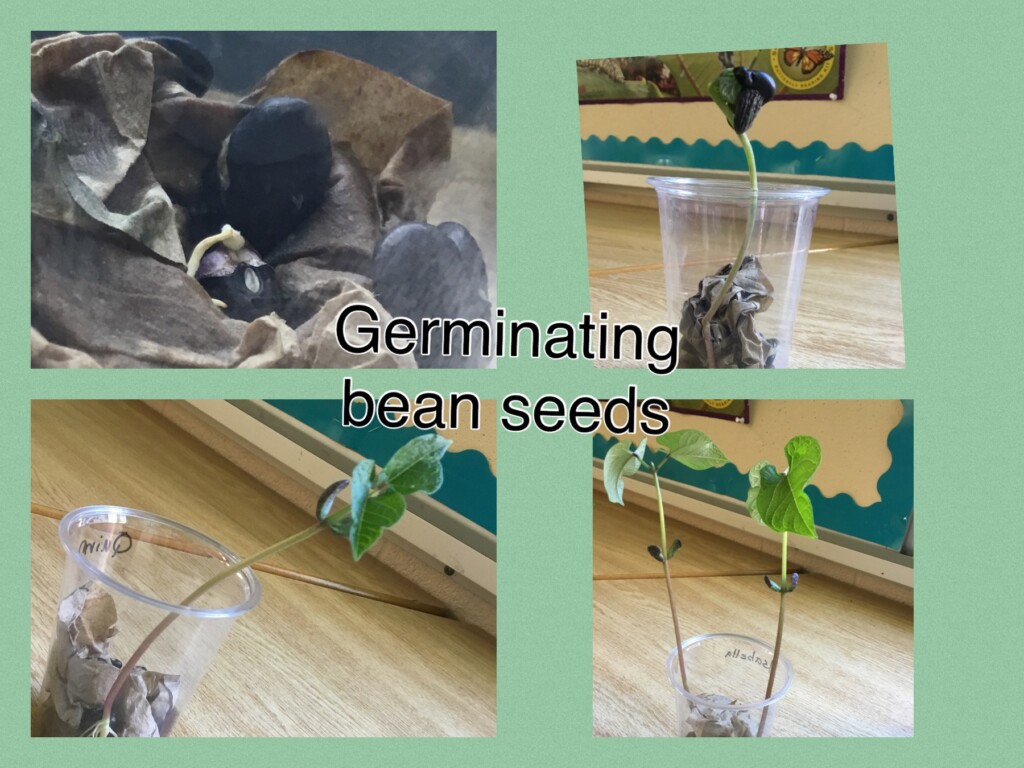 Bean Plants – Mrs. Tilton's Grade 2/3 Classroom