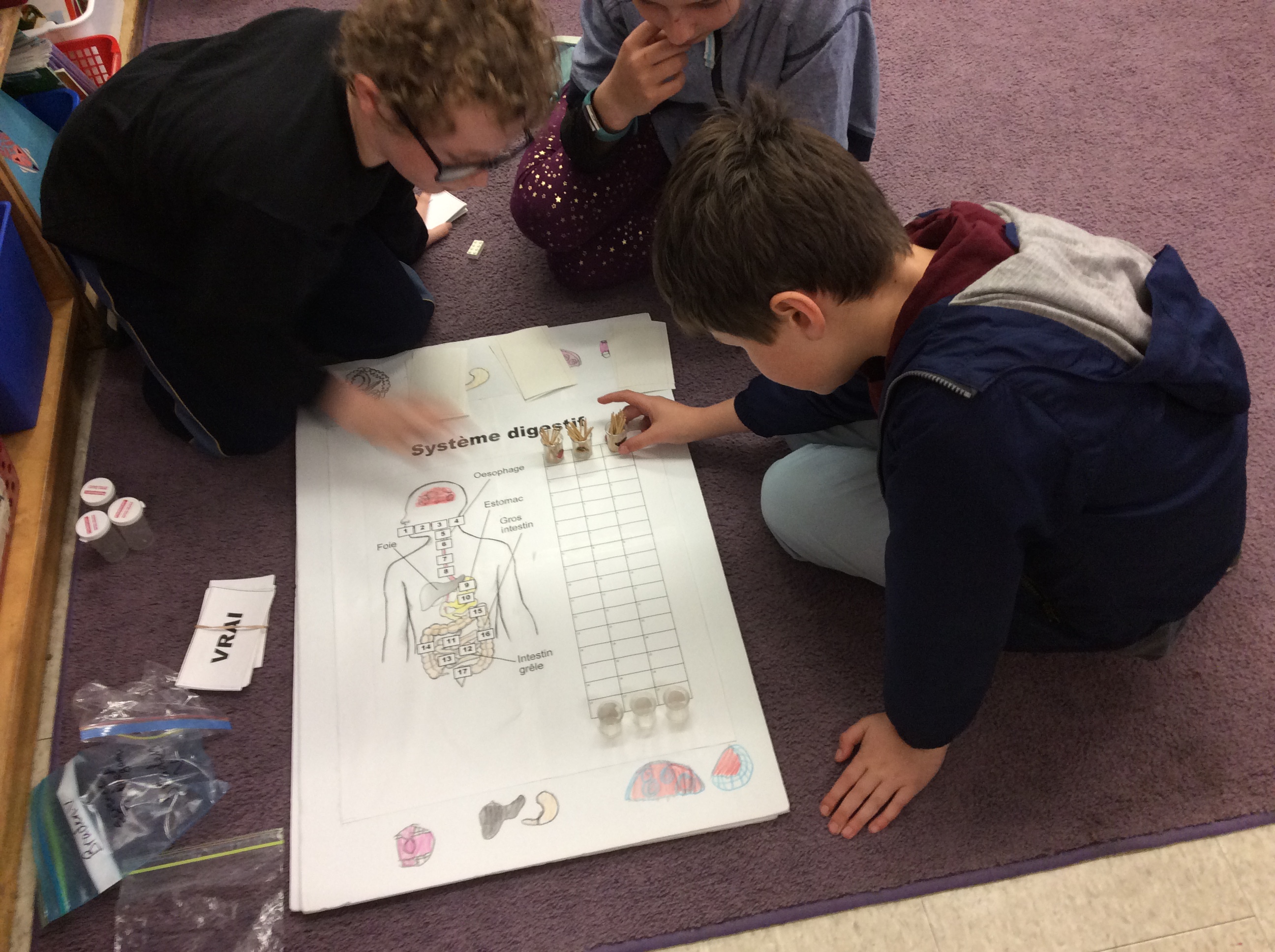 Some amazing human body projects! – Class F5A