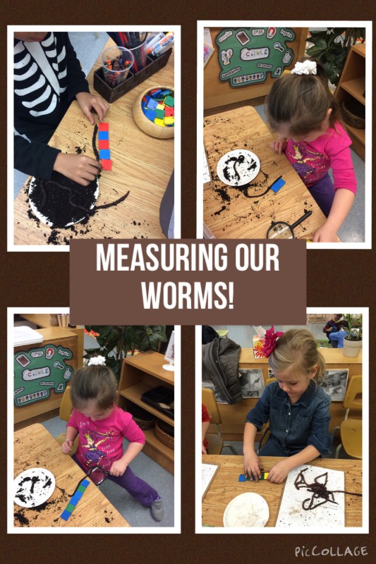 Worm Inquiry | Kindergarten Corner