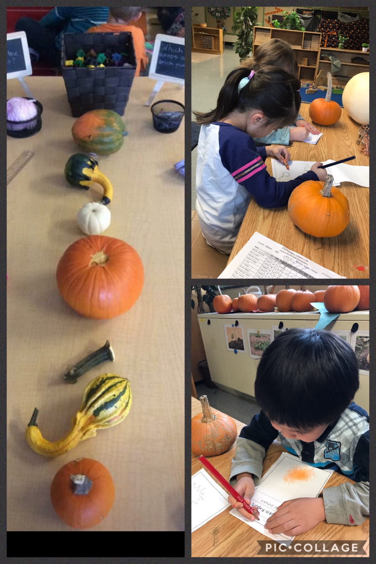 Pumpkin Study | Kindergarten Corner
