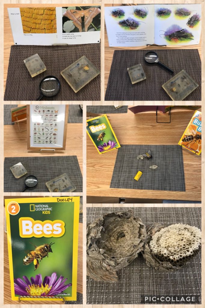 Bug Inquiry | Kindergarten Corner