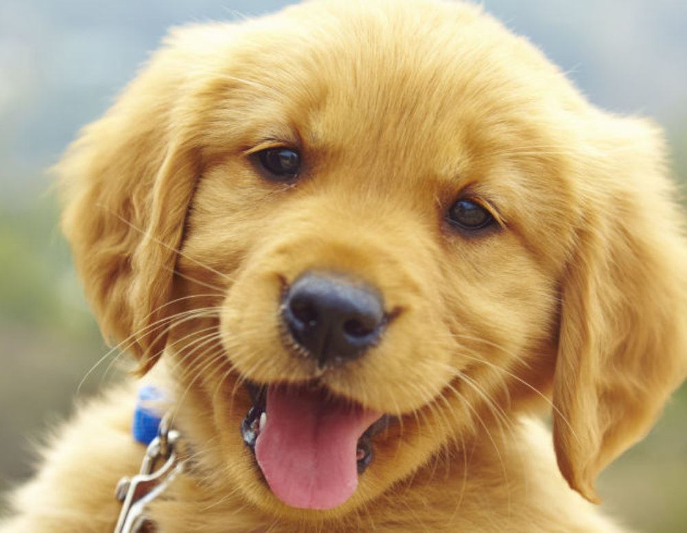 My Ways To Multiply 2 Digit Numbers By 1 Digit Numbers Puppy Play Place
