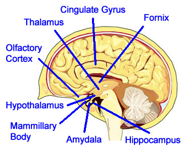 The Limbic System “Lizard brain” – SWC Healthcare