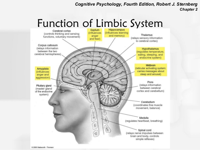 The Limbic System “Lizard brain” – SWC Healthcare