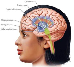 The Limbic System “Lizard brain” – SWC Healthcare