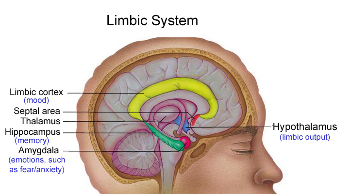 The Limbic System “Lizard brain” – SWC Healthcare