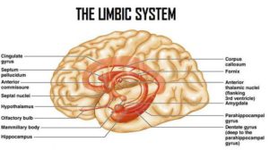 The Limbic System “Lizard brain” – SWC Healthcare