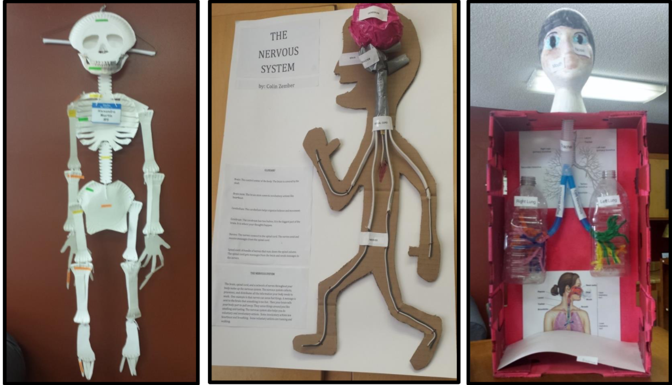 Human Body Research Project – Les 5e années de Mlle Marchese