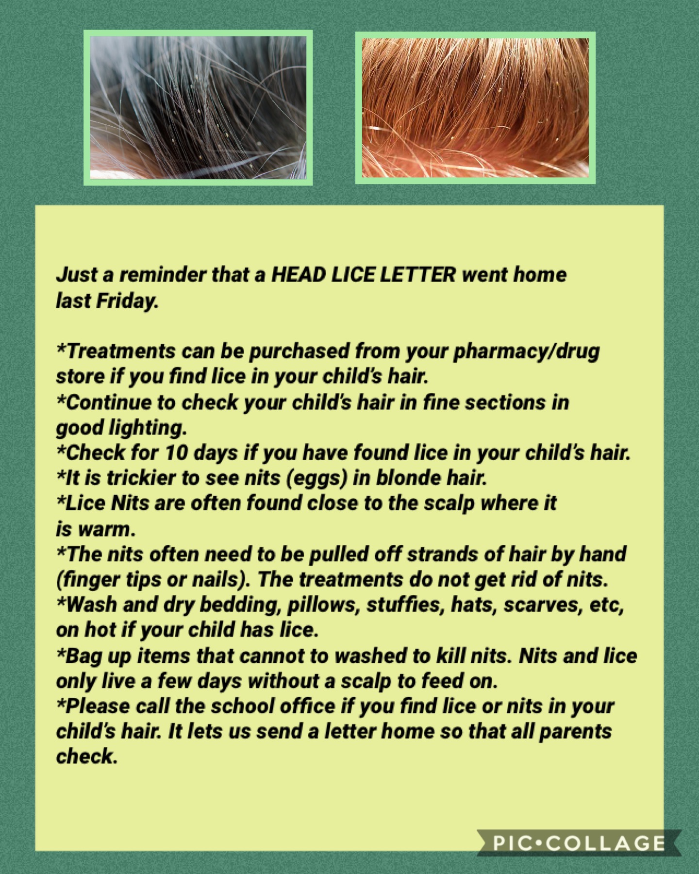 Our Learning Journey » Head Lice Tips